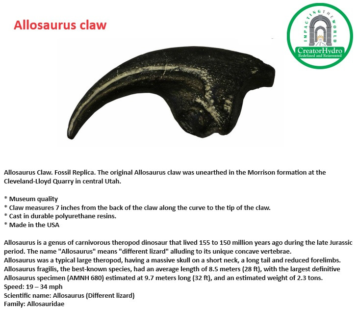 Allosaurus Claw Fossil Replica | 7 Inches Life Size Dinosaur Claw