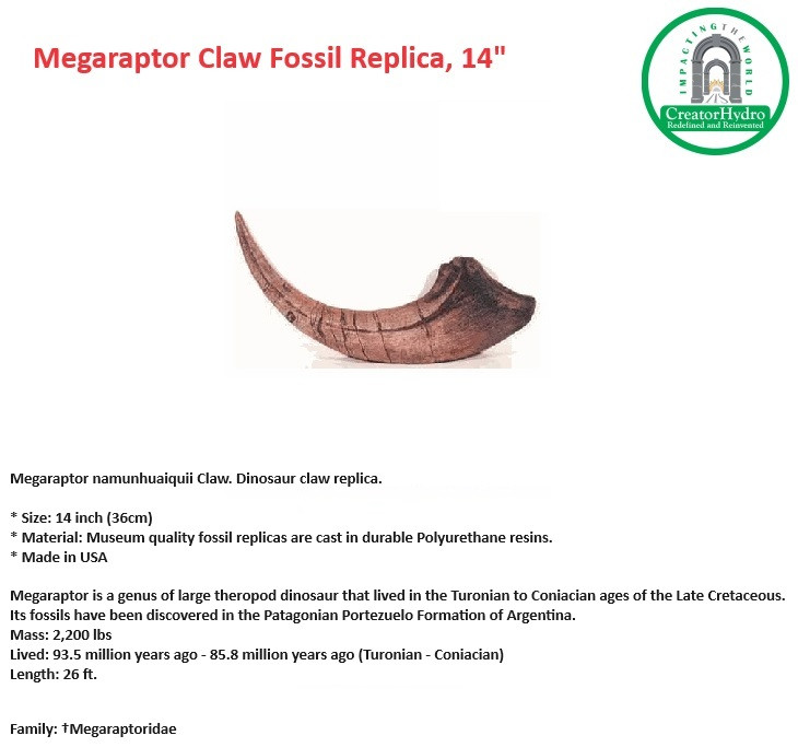 Megaraptor namunhuaiquii Claw| Dinosaur claw replica| Size - 14 Inch