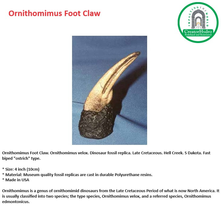 Ornithomimus Foot Claw | Ornithomimus velox| Dinosaur fossil replica ...