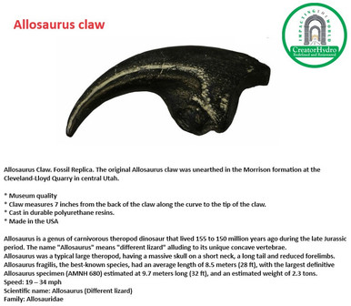 Allosaurus Claw Fossil Replica | 7 Inches Life Size Dinosaur Claw