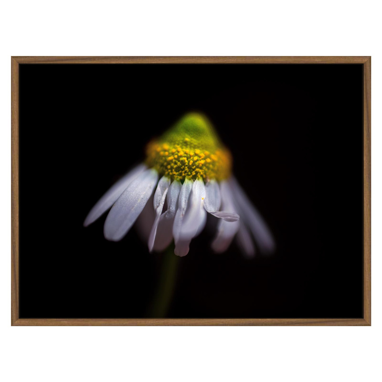 Daisy - Gift Edition | by Mari Prete Fineart®