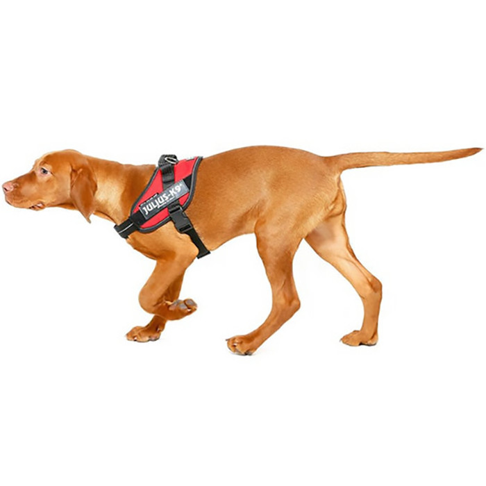 Julius K9 Powerharness w/ Customisable Reflective Labels!