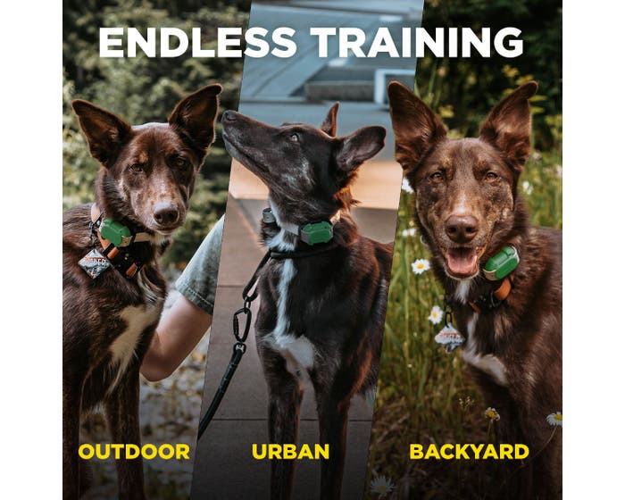 Small Dog Remote Training Collars - Correct your Tiny Dog's Behavior