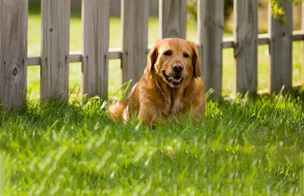 Do you have an escaping dog? Here are the available solutions. - Bark ...