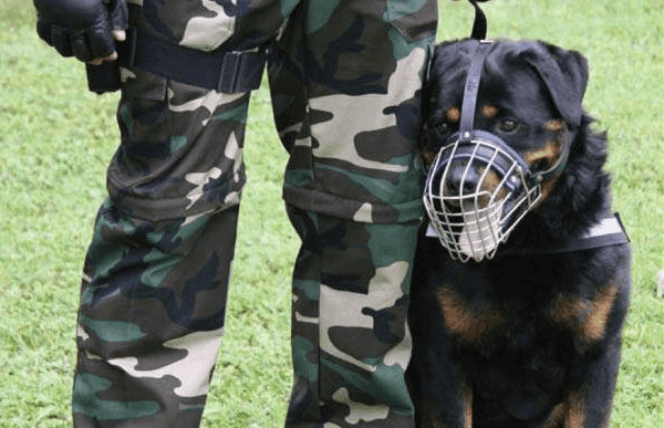 Size chart for Dog Muzzles - Bark Control Australia