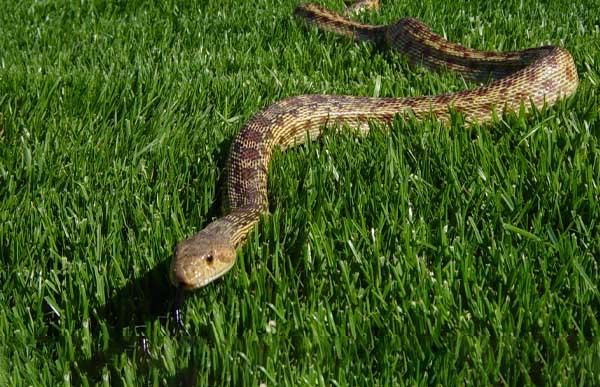 Snake attacks on the rise as Summer kicks in early - Bark Control Australia