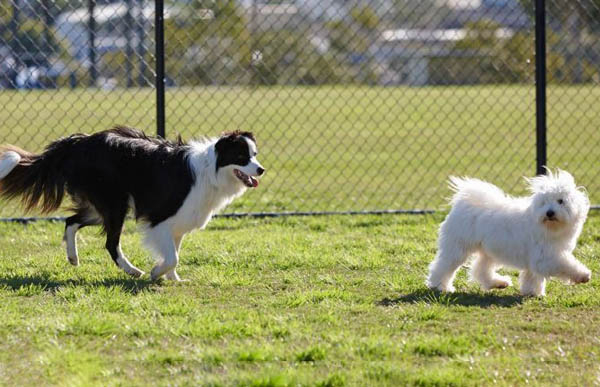 The local dog park: does your dog need it? - Bark Control Australia