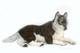 Hansa Timber Wolf, Laying 39''L - Endeavour Toys