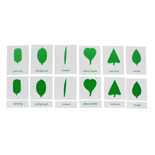 Leaf Shapes Chart Montessori materials | Thinkamajigs