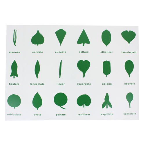 Leaf Shapes Chart Montessori materials | Thinkamajigs