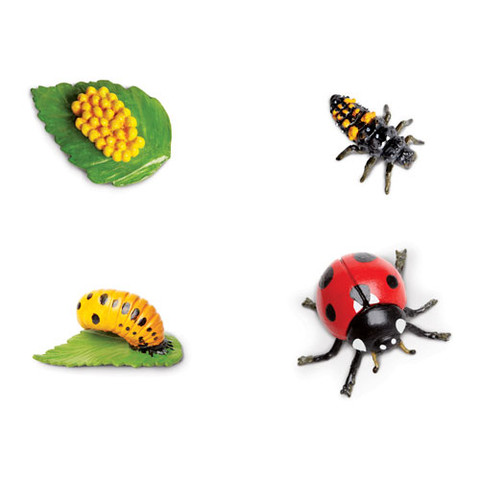 Life Cycle of a Ladybug educational toy | Thinkamajigs