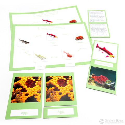 Life Cycle of a Salmon Activity biology material for kids