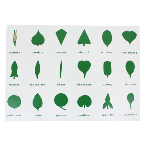 Leaf Shapes Chart Montessori materials | Thinkamajigs