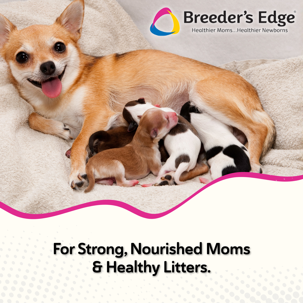 Effective Solutions for Dog Ear Yeast Infections: Looking Beyond ...