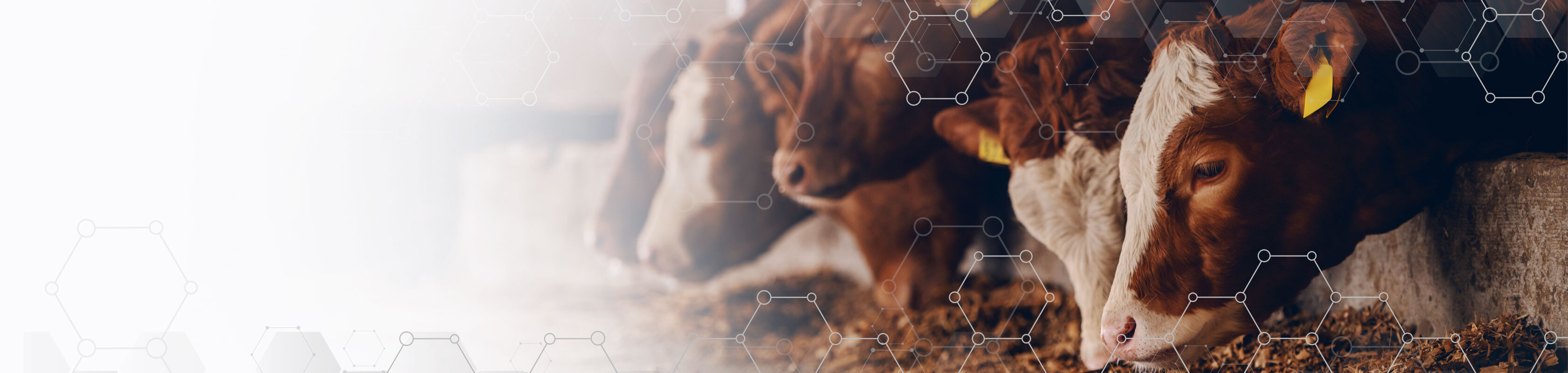 Re-Covr - Revival Animal Health