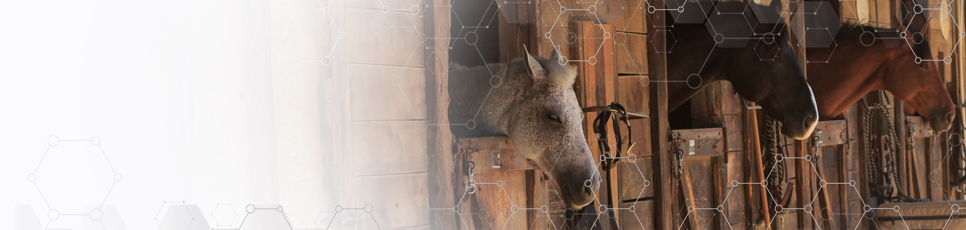 Identification - Revival Animal Health