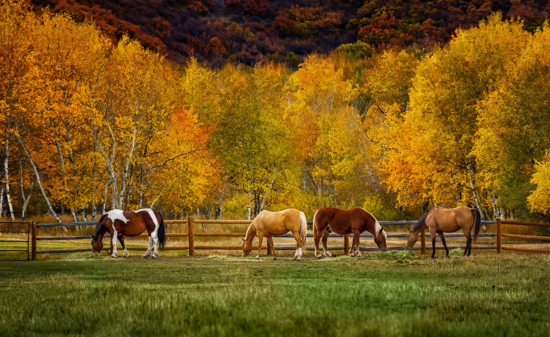 Maintain Equine Performance Through Seasonal Challenges - Buddy Id