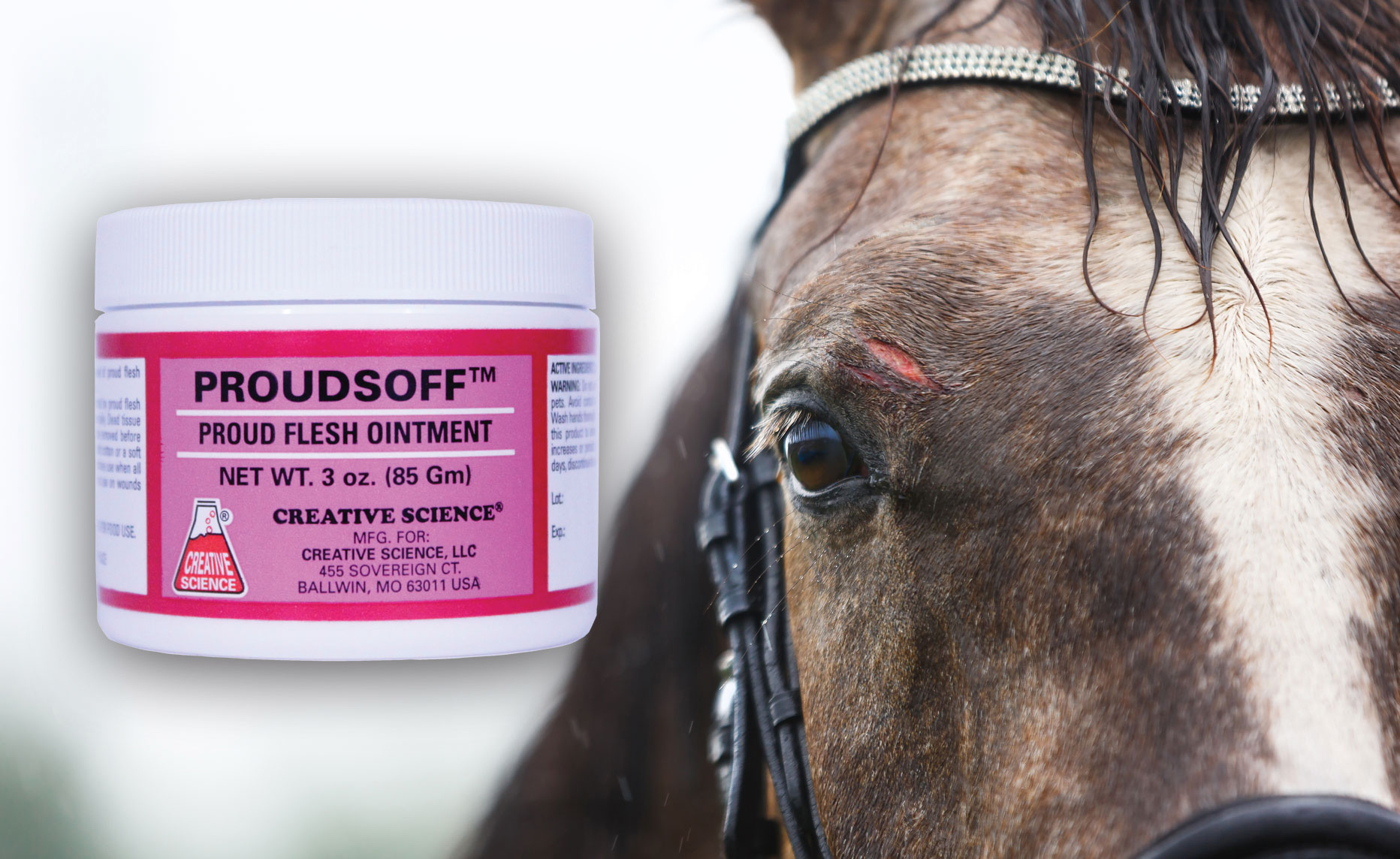 Proud Flesh in Horses: Effective Management and Healing Techniques ...