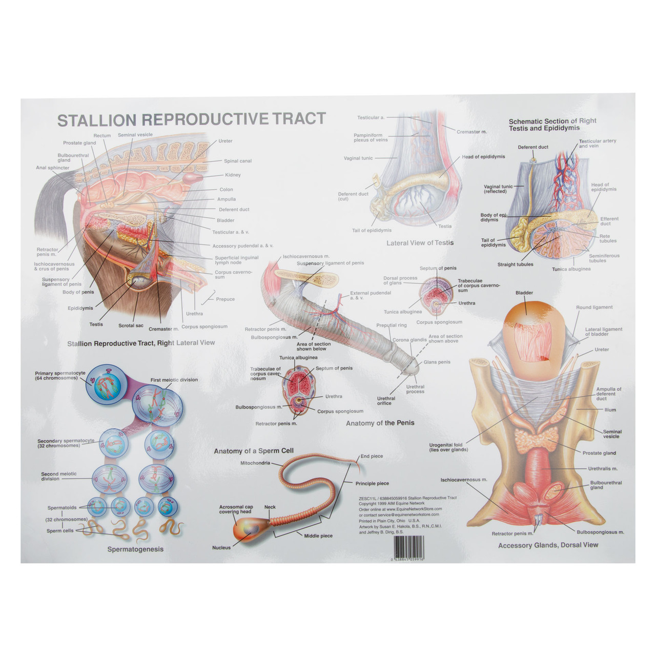 Male Horse Reproductive System Diagram