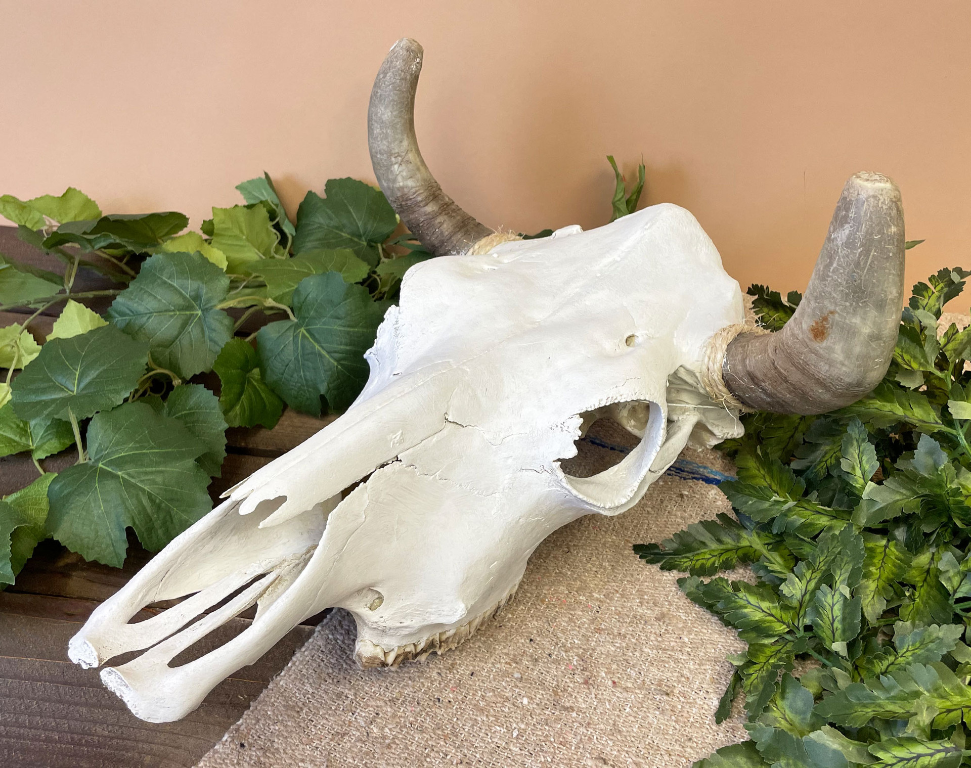 Genuine Western Steer Skull - Rustic Horns (87bc73) - Mission Del Rey ...
