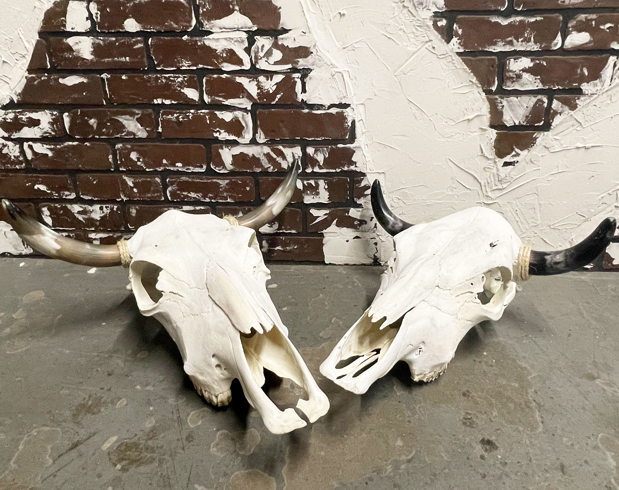 Western Steer Skull -Polished Horns (87bc72) - Mission Del Rey Southwest