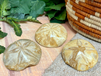 Assorted Fossilized Madagascar Sand Dollars (200bc2356)