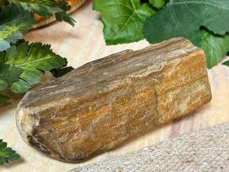 Genuine Fossilized Wood Branch 6" (203bc97)