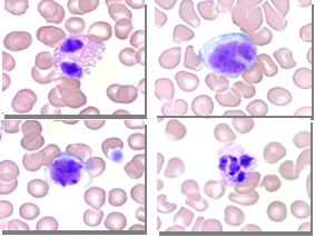 Quick-Dip Differential Microbiology/Hematology Stain Kit, 1 gallon