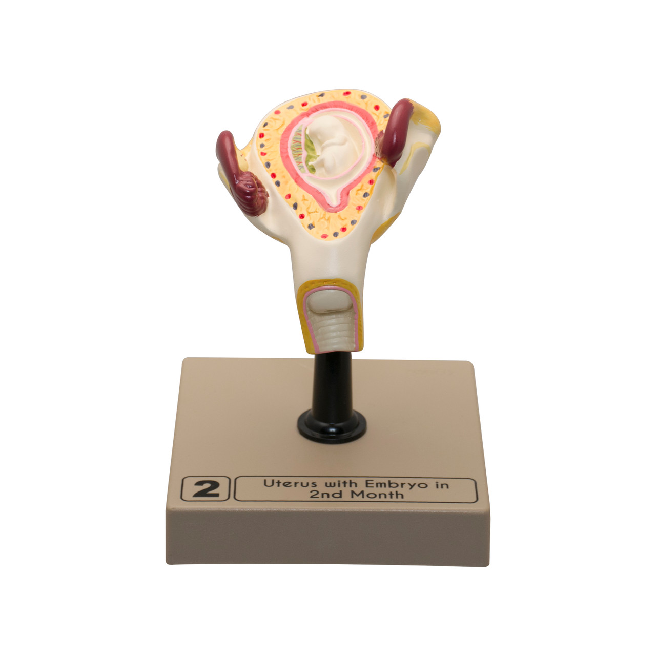 Anatomical Model, Human Embryo/Fetus Development in Utero, Set of 8s ...