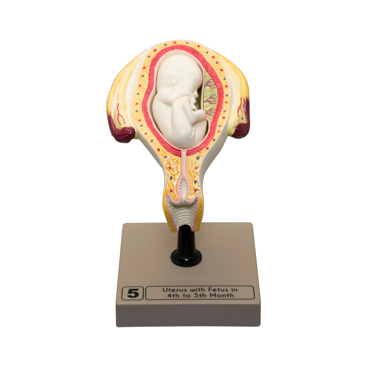 Anatomical Model, Human Embryo/Fetus Development in Utero, Set of 8s ...