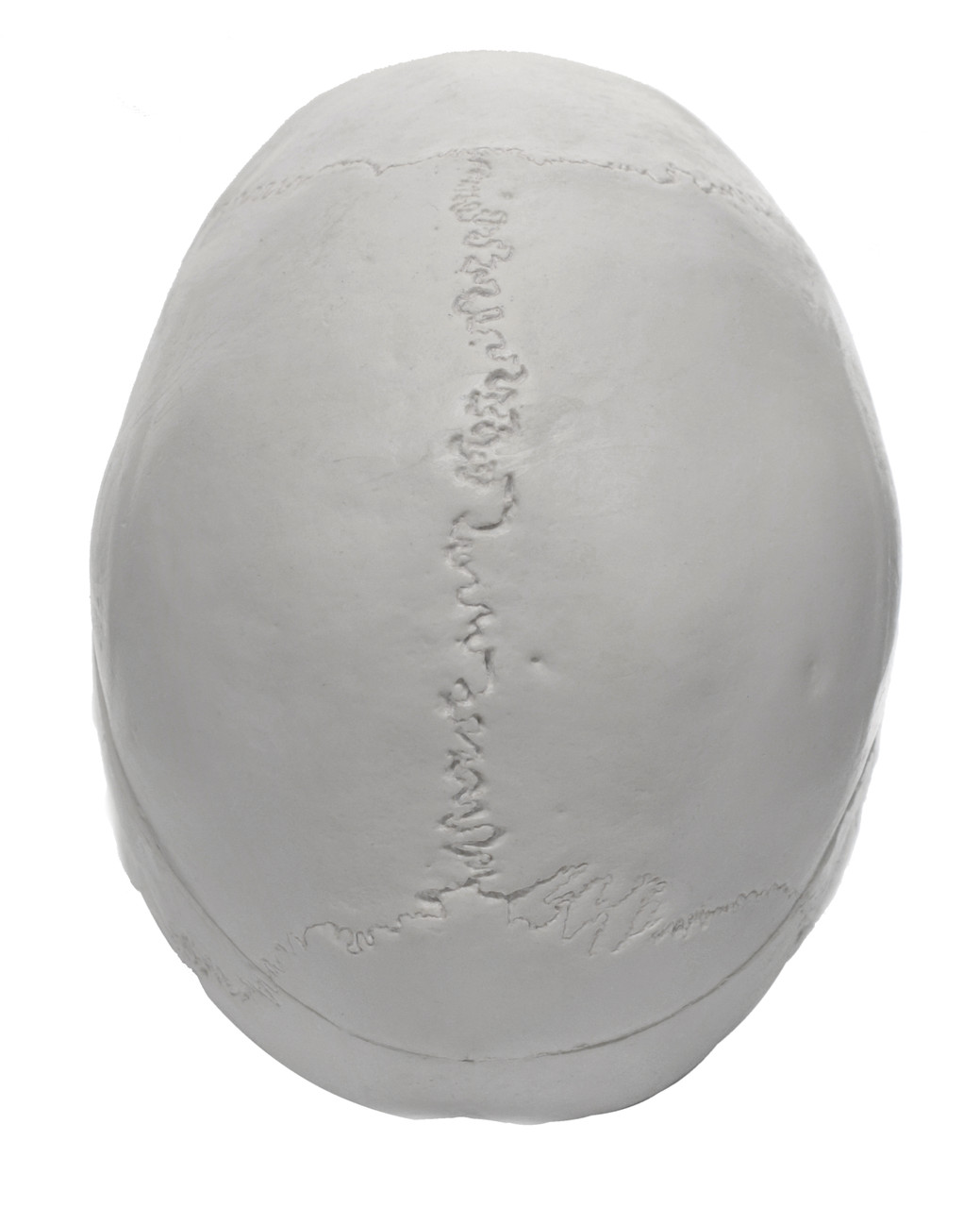 Anatomical Model, Human Adult Skull 3-Part, 9" H, Removable Skull Cap ...