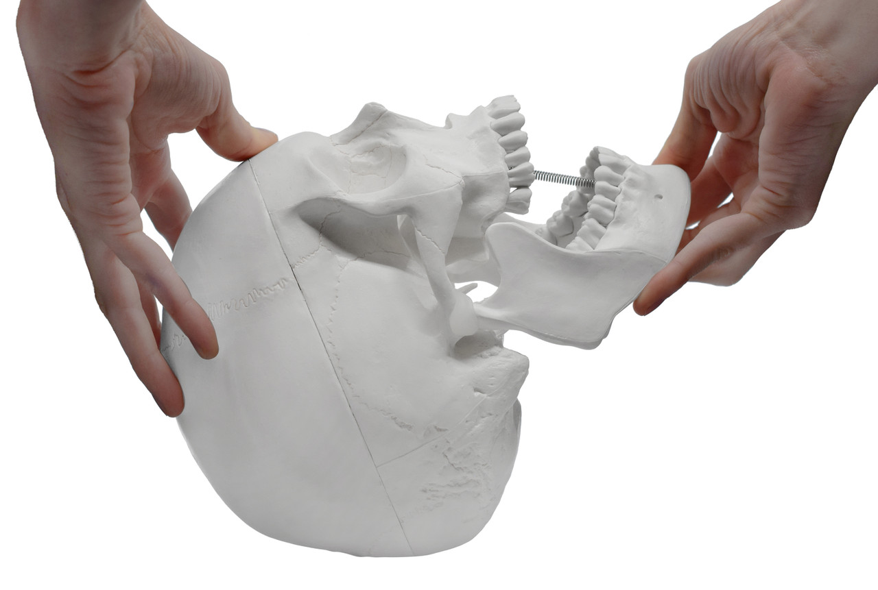 Anatomical Model, Human Adult Skull 3-Part, 9" H, Removable Skull Cap ...