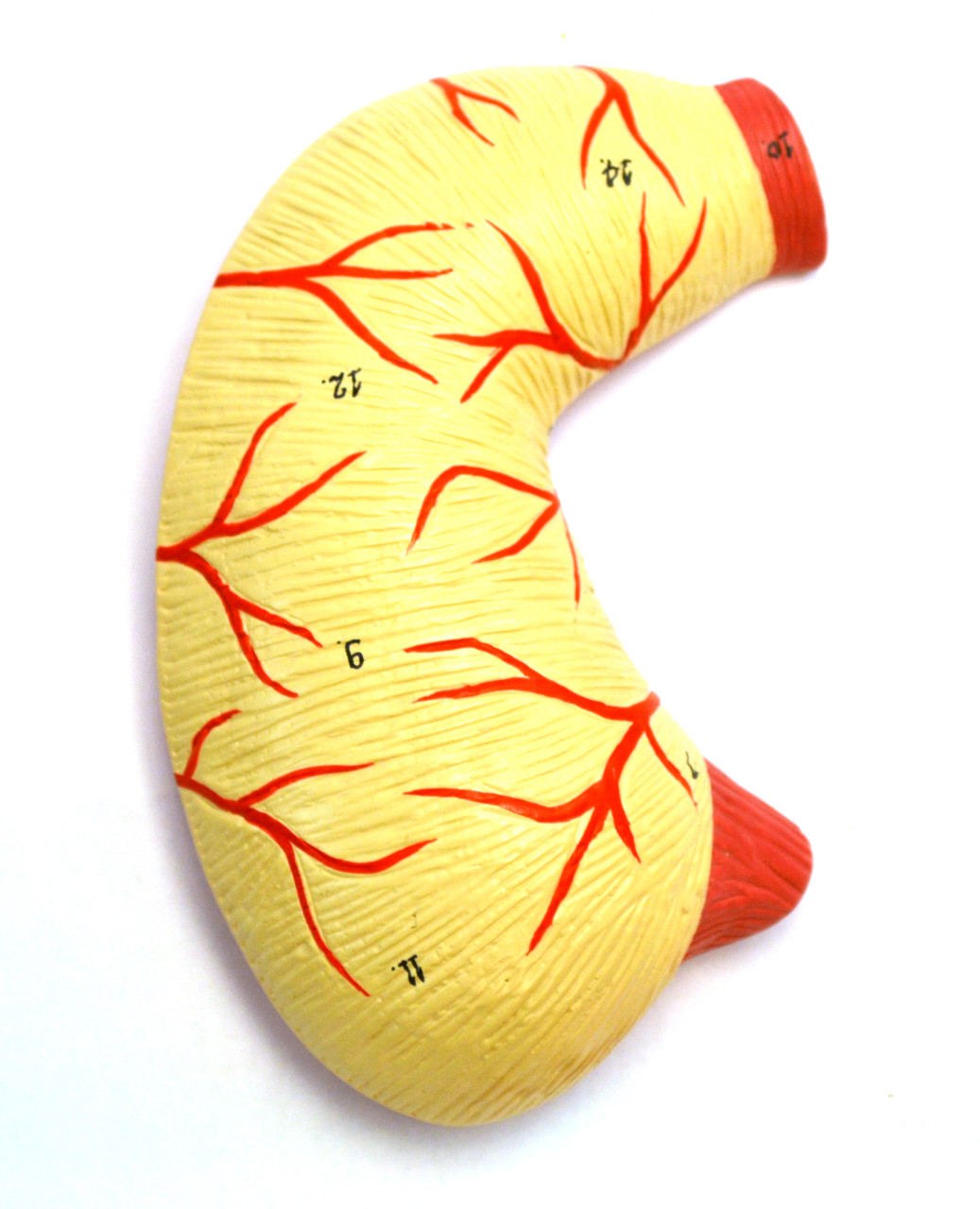 Anatomical Model, Human Digestive System Life Size, 32" Tall, 3 Parts ...