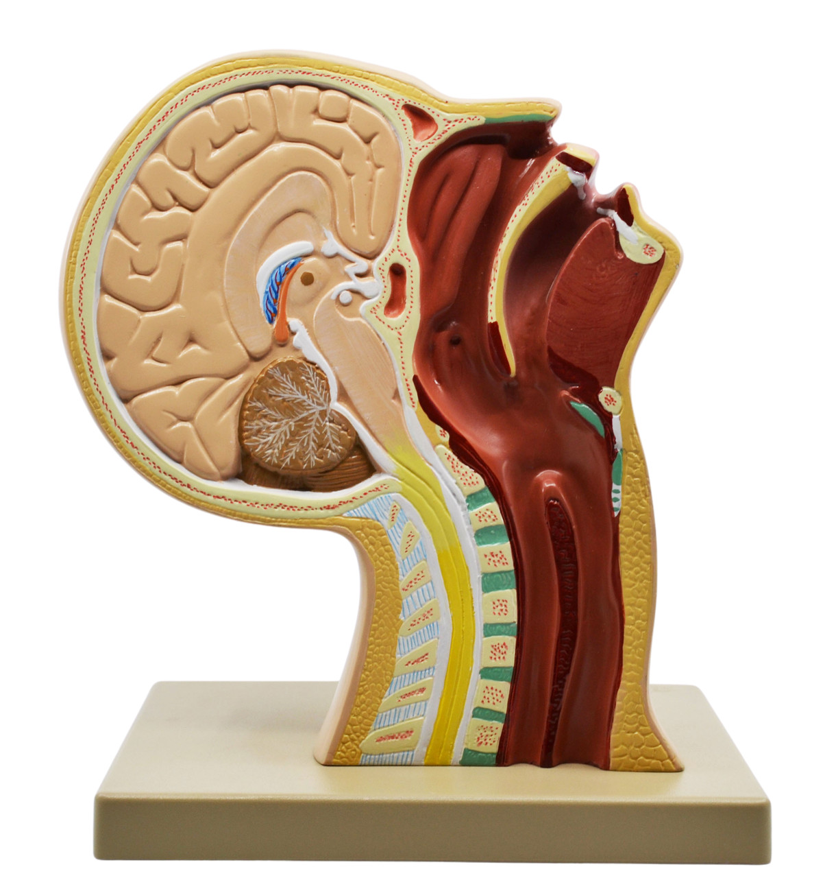 Anatomical Model, 3D Nasal Swab Training 12", For Demonstration of ...