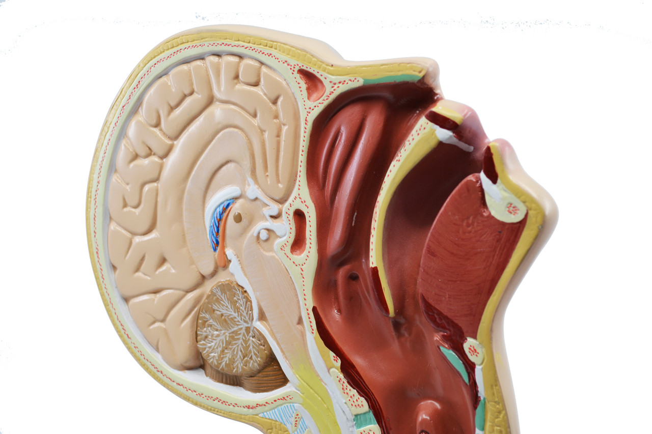 Anatomical Model, Nasal Swab Training 12", For Demonstration of ...