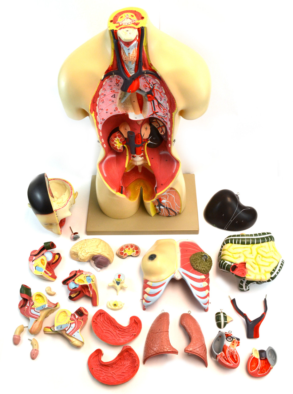 Anatomical Model, 35" Dual Sex Life size Human Torso, 24 Parts, Highly ...