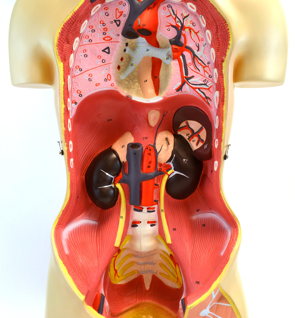 Anatomical Model, 35" Dual Sex Life size Human Torso, 24 Parts, Highly ...