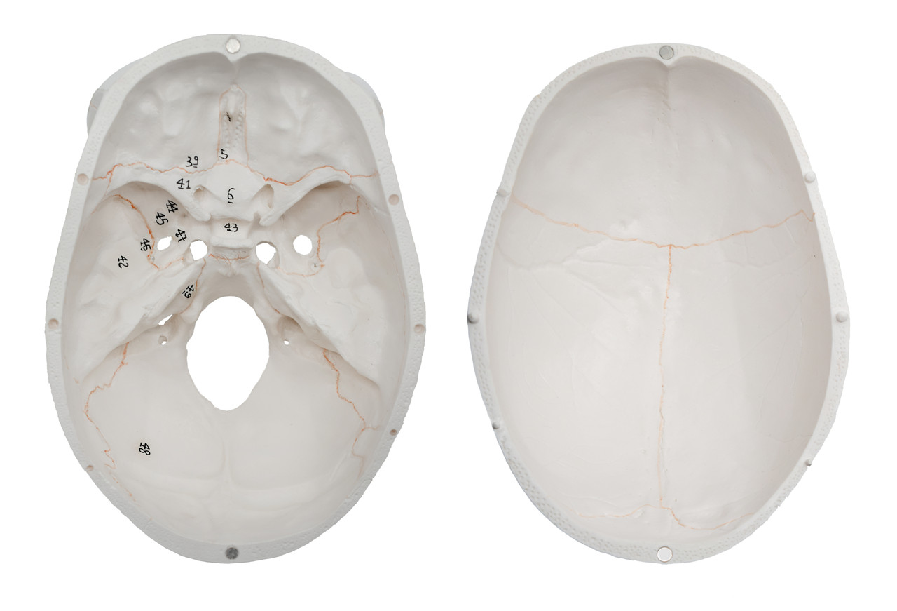 Anatomical Medical Model, Human Adult Skull, 3-Part, Life Size ...