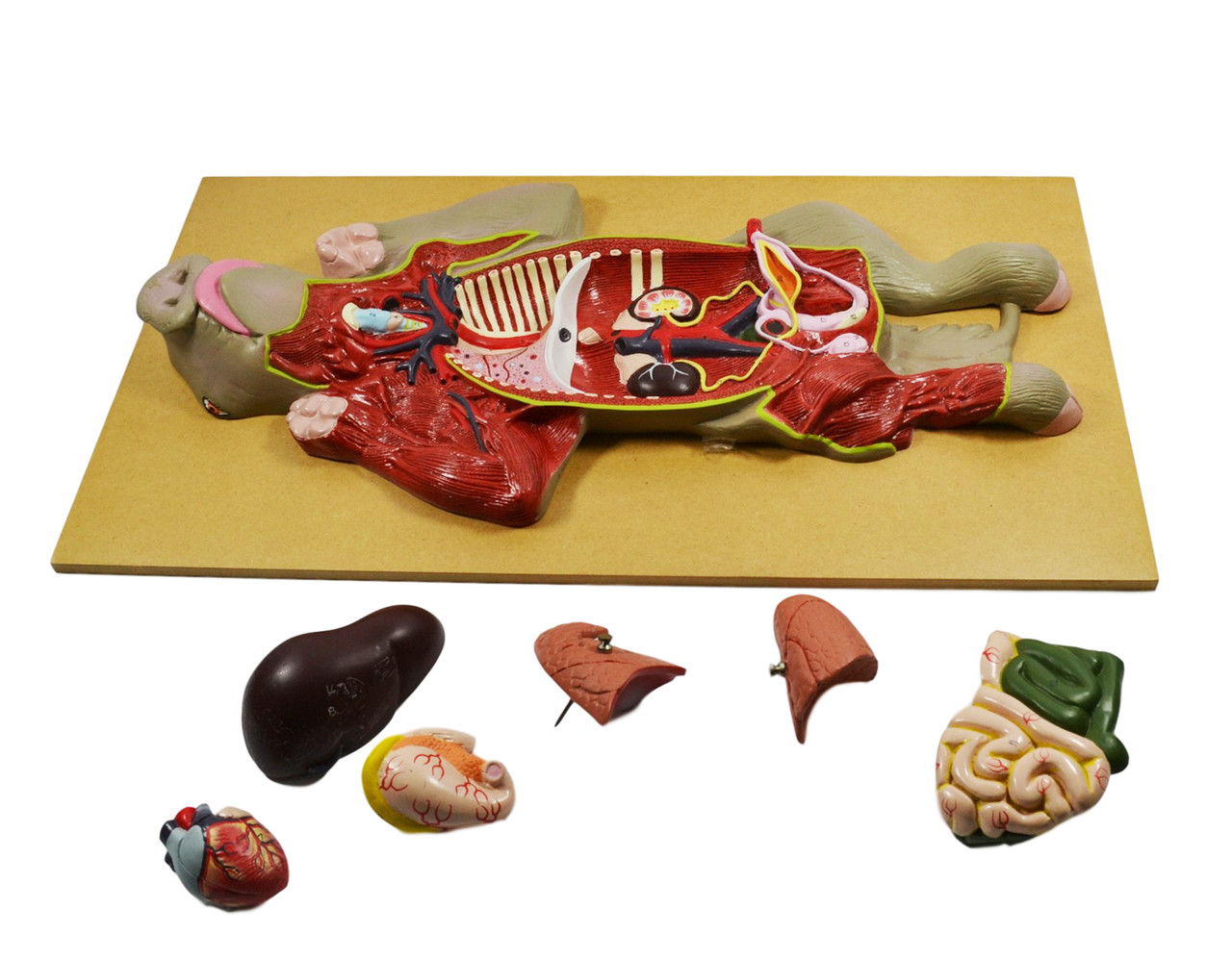 Anatomical Biology Model, 3D Pig Dissection Educational Tool