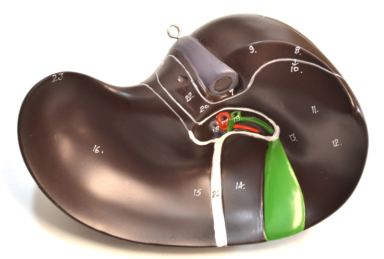 Anatomical Model, Human Torso without Head
