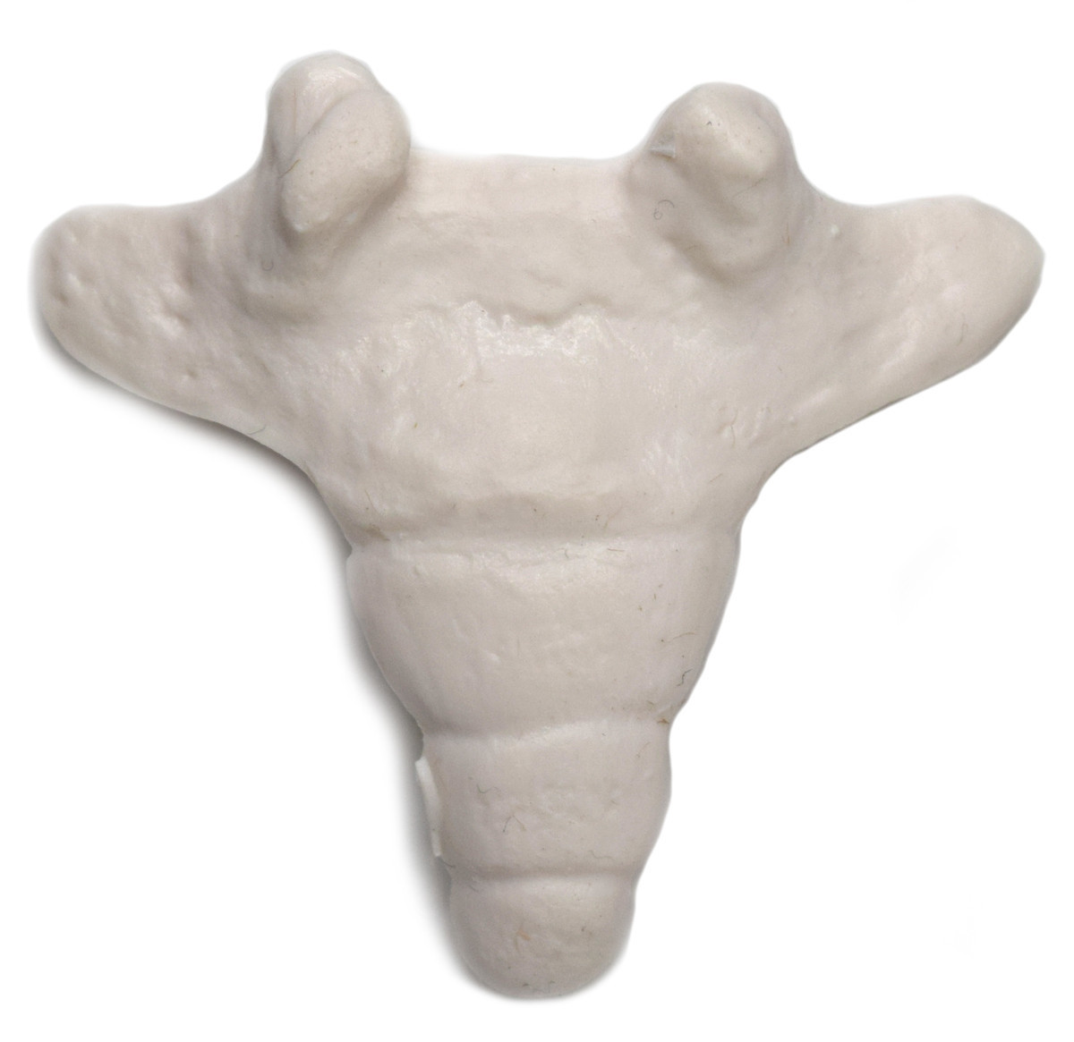 Anatomical Model, 3D Coccyx Bone, Anatomically Accurate Human Tailbone ...