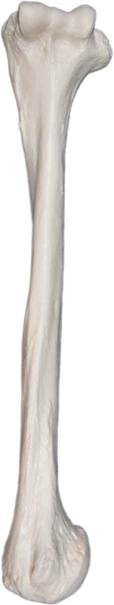 Anatomical Model, 3D Humerus Bone, Left, Anatomically Accurate Human ...