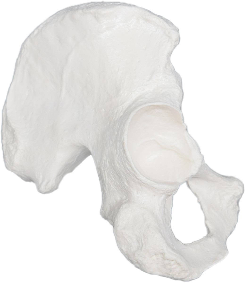 Anatomical Model, 3D Hip Bone, Left, Anatomically Accurate Human Coxal ...