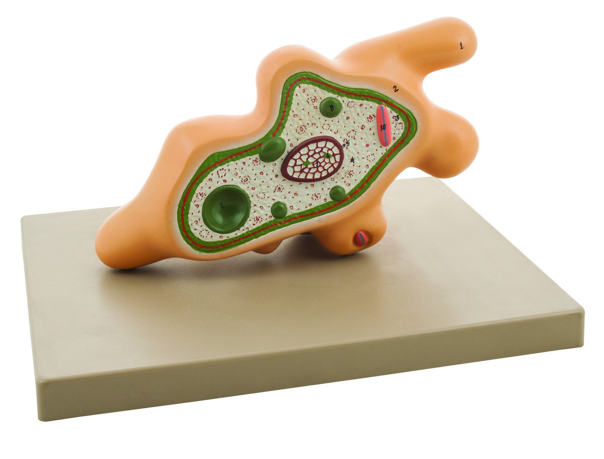 Anatomical Biology Model, 3D Amoeba Proteus Model, 3D on base; enlarged ...