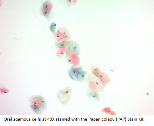 Papanicolaou (PAP) Cytology Stain Kit