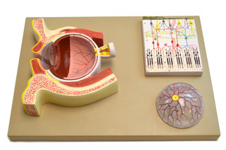Anatomical Model, 3D Human Eye 5 Times, Sagittal cutaway / Cross section