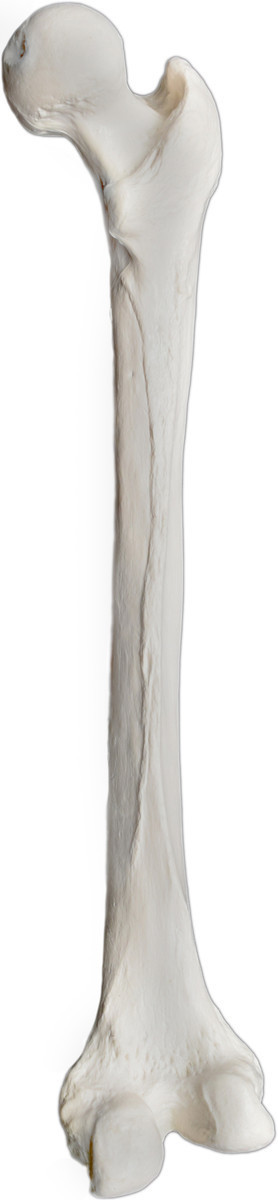Anatomical Model, 3D Femur Bone, Right, Anatomically Accurate Human ...