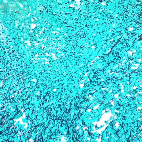 Light Green Solution, Histology/Microbiology Stain, 30 ml