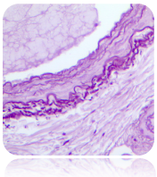 Orcein Solution Histology Stain, 1000mL