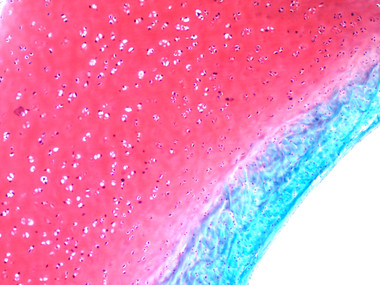 Safranin O Histology Stain Kit for Cartilage